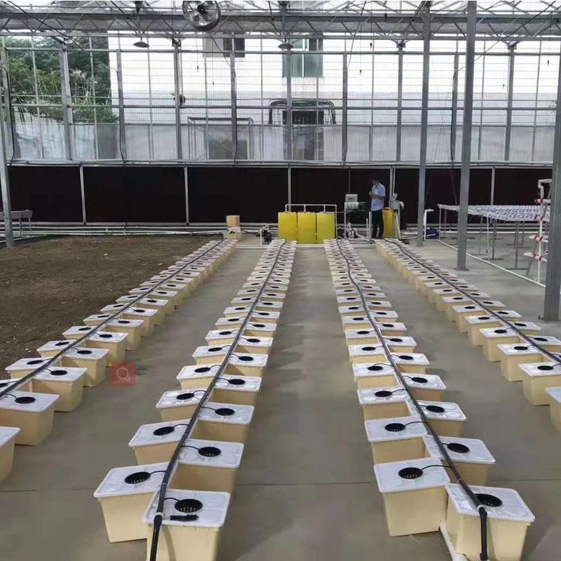 Dutch Bucket Hydroponics For Tomato Greenhouse - Industry News - News ...